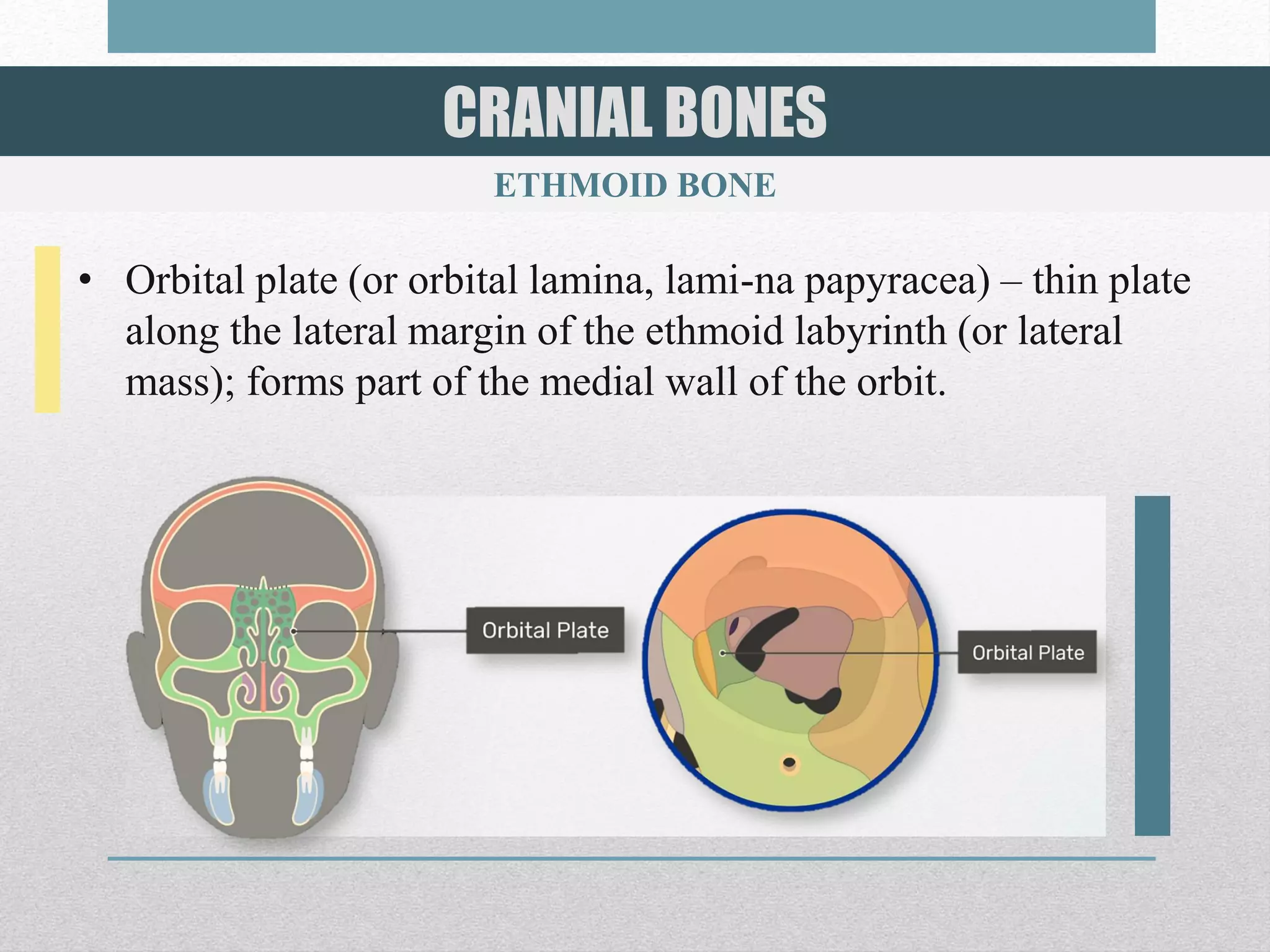 The skull bones anterior view | PDF