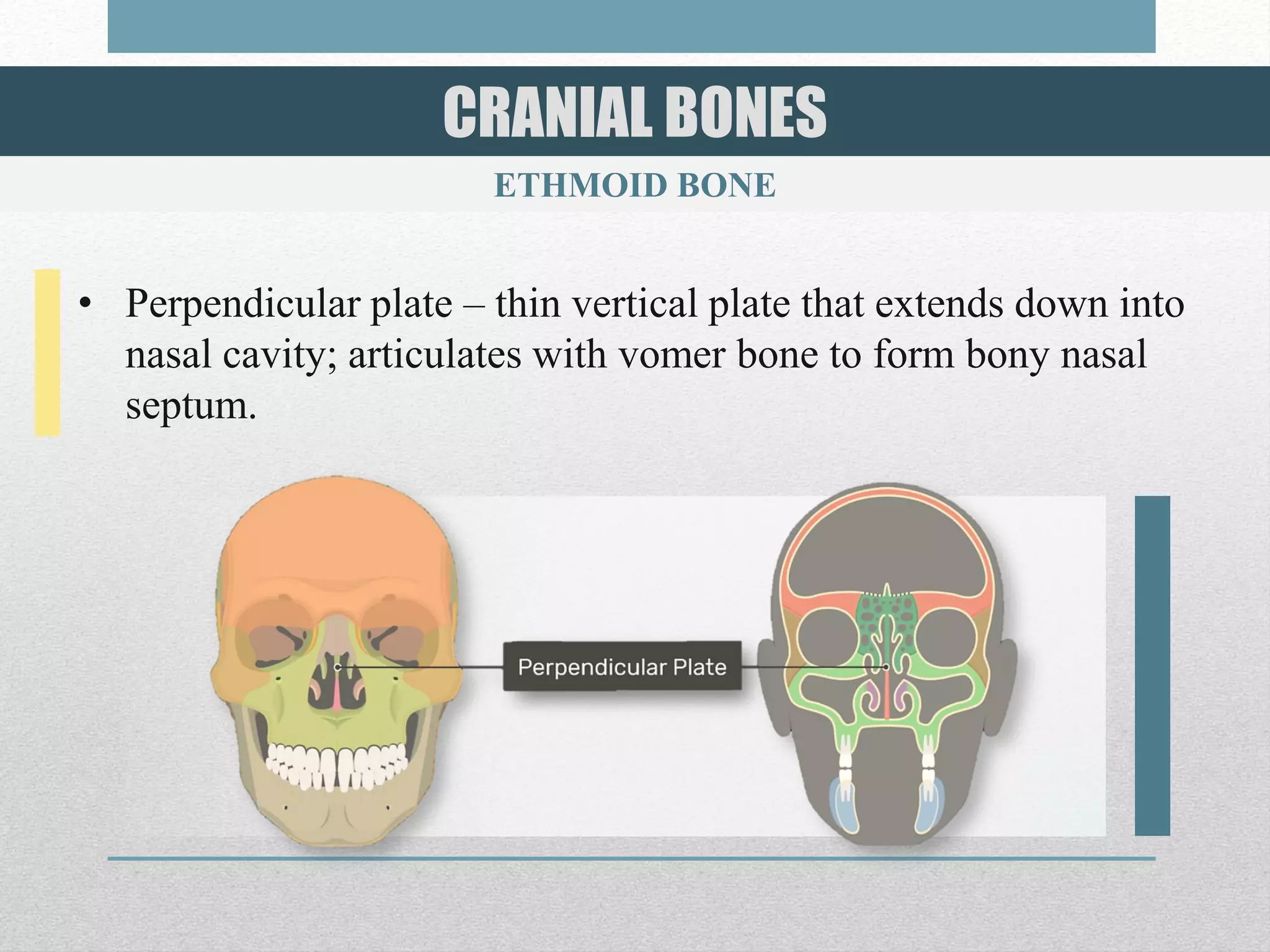 The skull bones anterior view | PDF