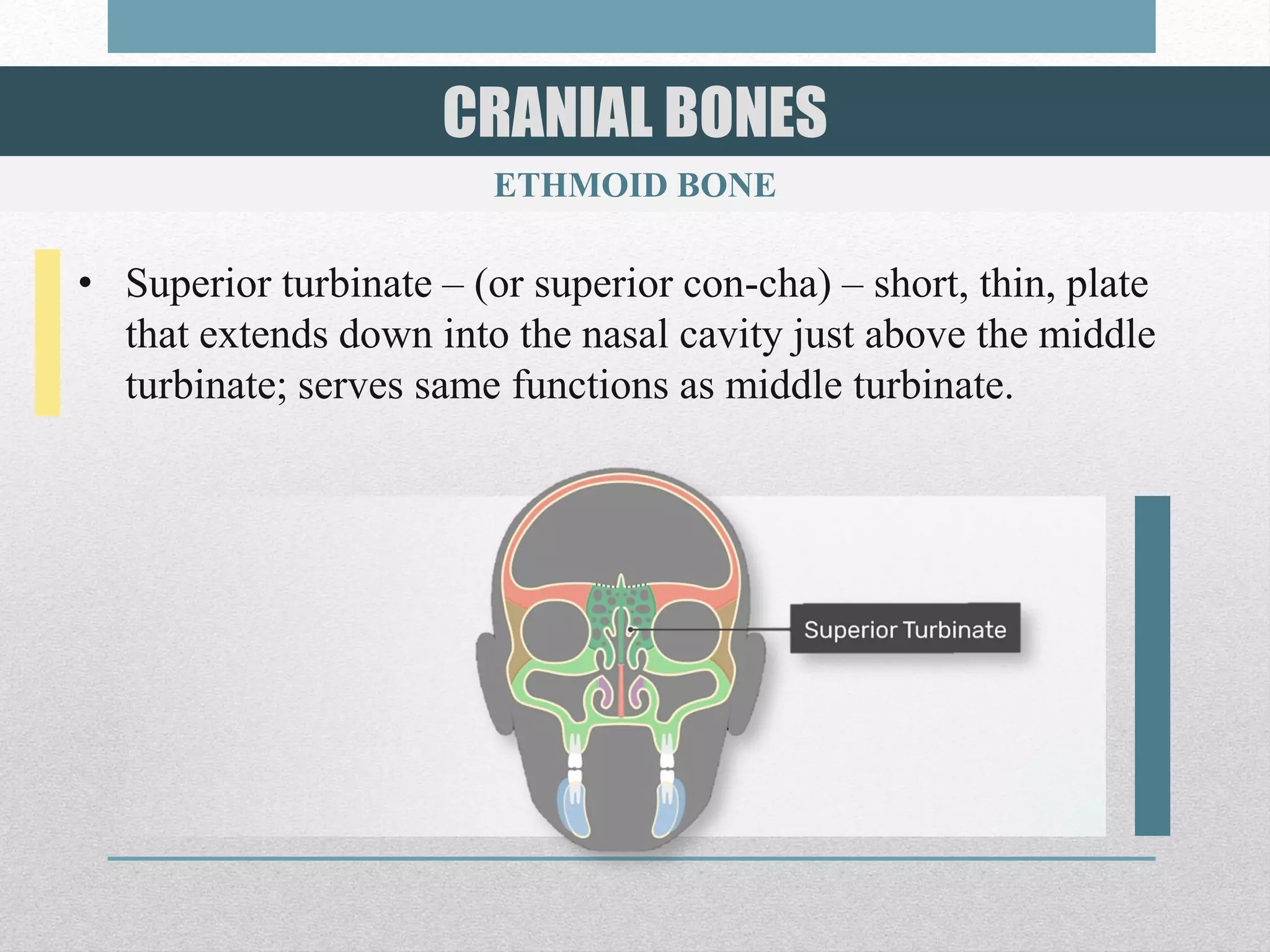 The skull bones anterior view | PDF