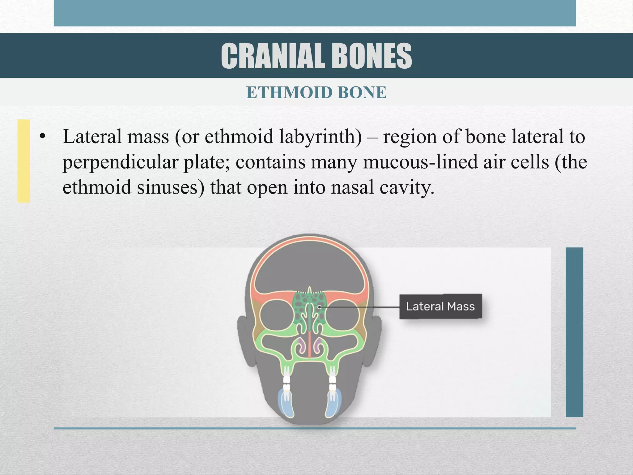 The skull bones anterior view | PDF