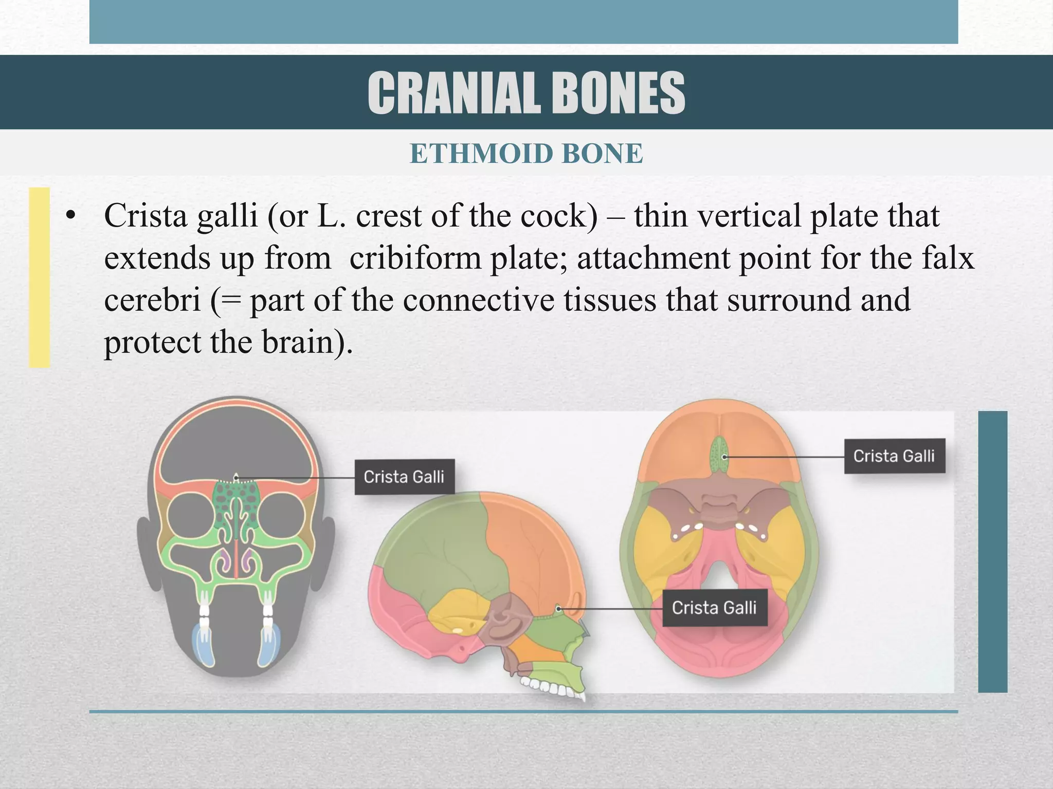 The skull bones anterior view | PDF