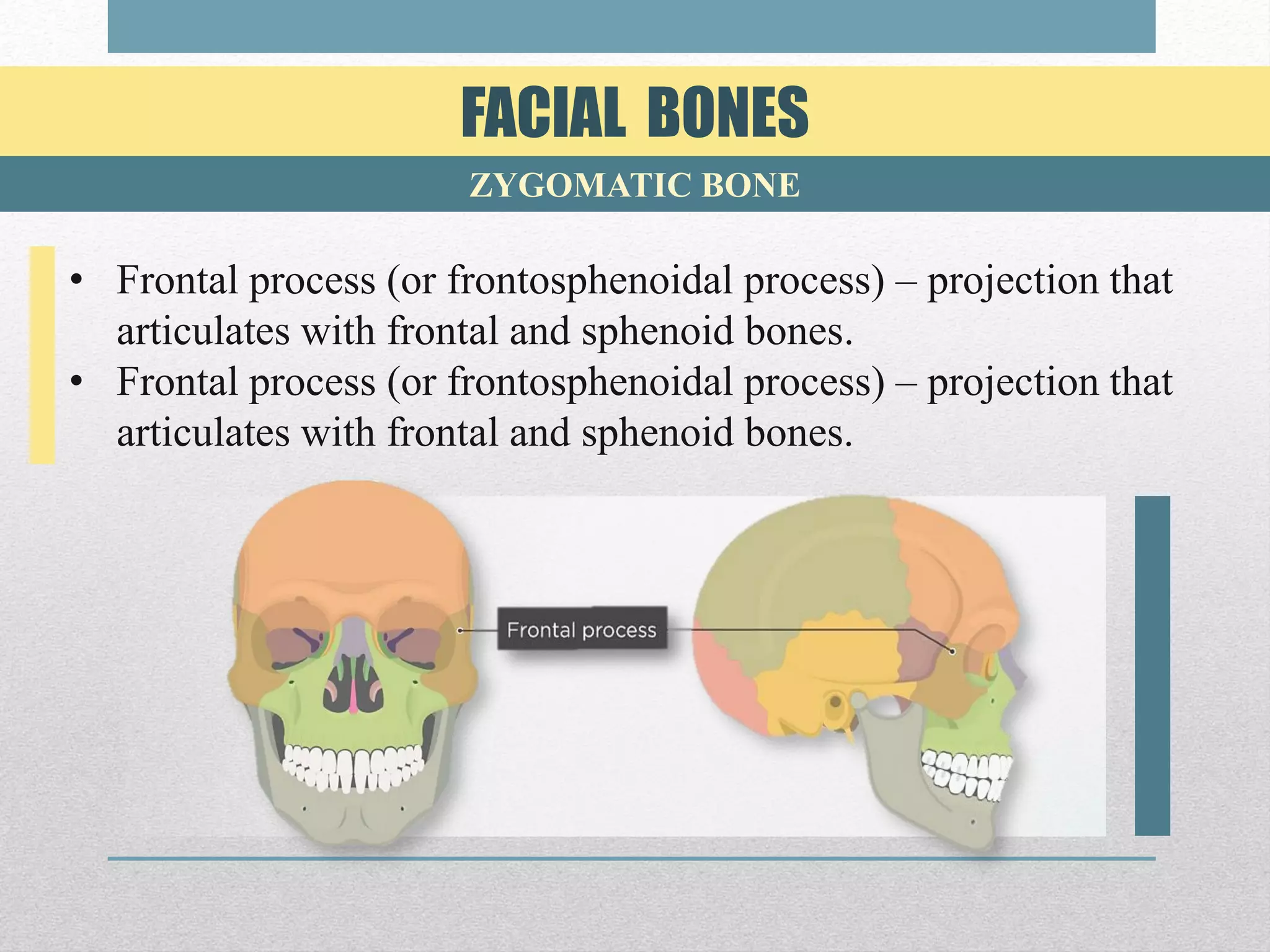 The skull bones anterior view | PDF