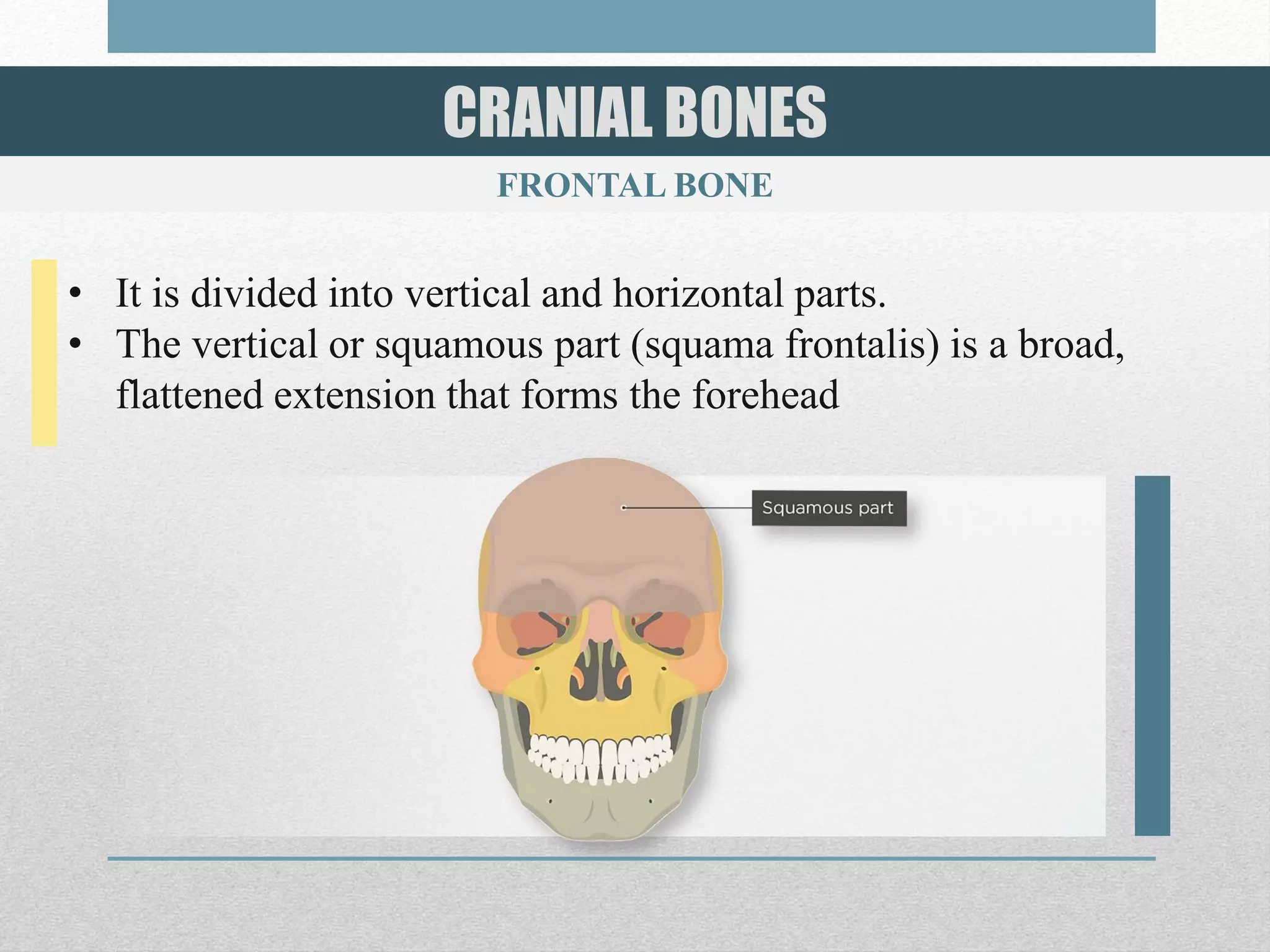 The skull bones anterior view | PDF