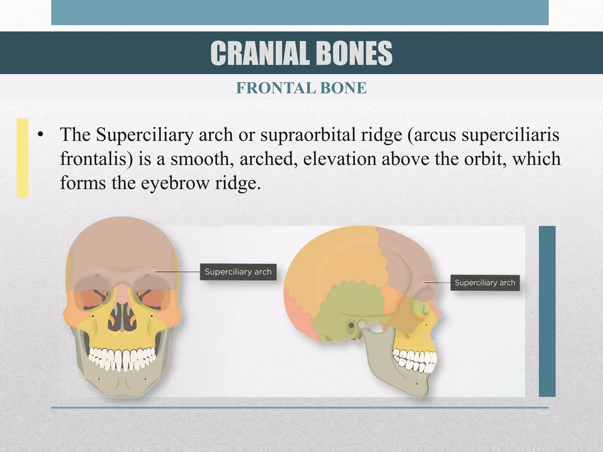 The skull bones anterior view | PDF