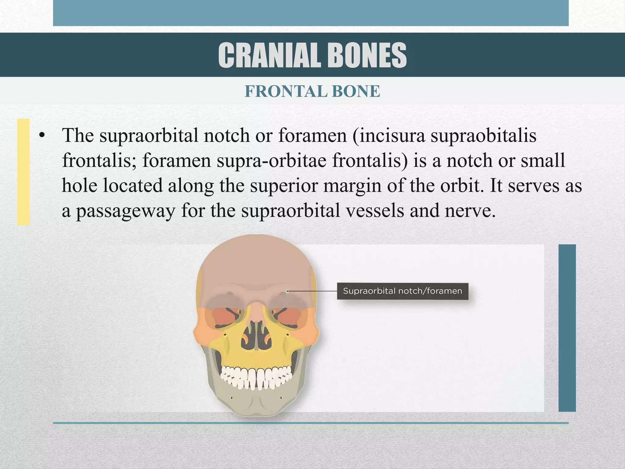 The skull bones anterior view | PDF