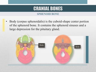 The skull bones anterior view | PDF