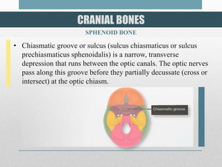 The skull bones anterior view | PDF