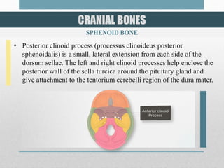 The skull bones anterior view | PDF