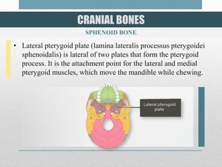 The skull bones anterior view | PDF