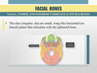 The skull bones anterior view | PDF
