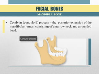 The skull bones anterior view | PDF