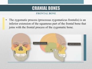 Zygomatic Process Of Frontal Bone