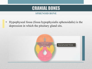 Hypophyseal Fossa Of Sphenoid Bone