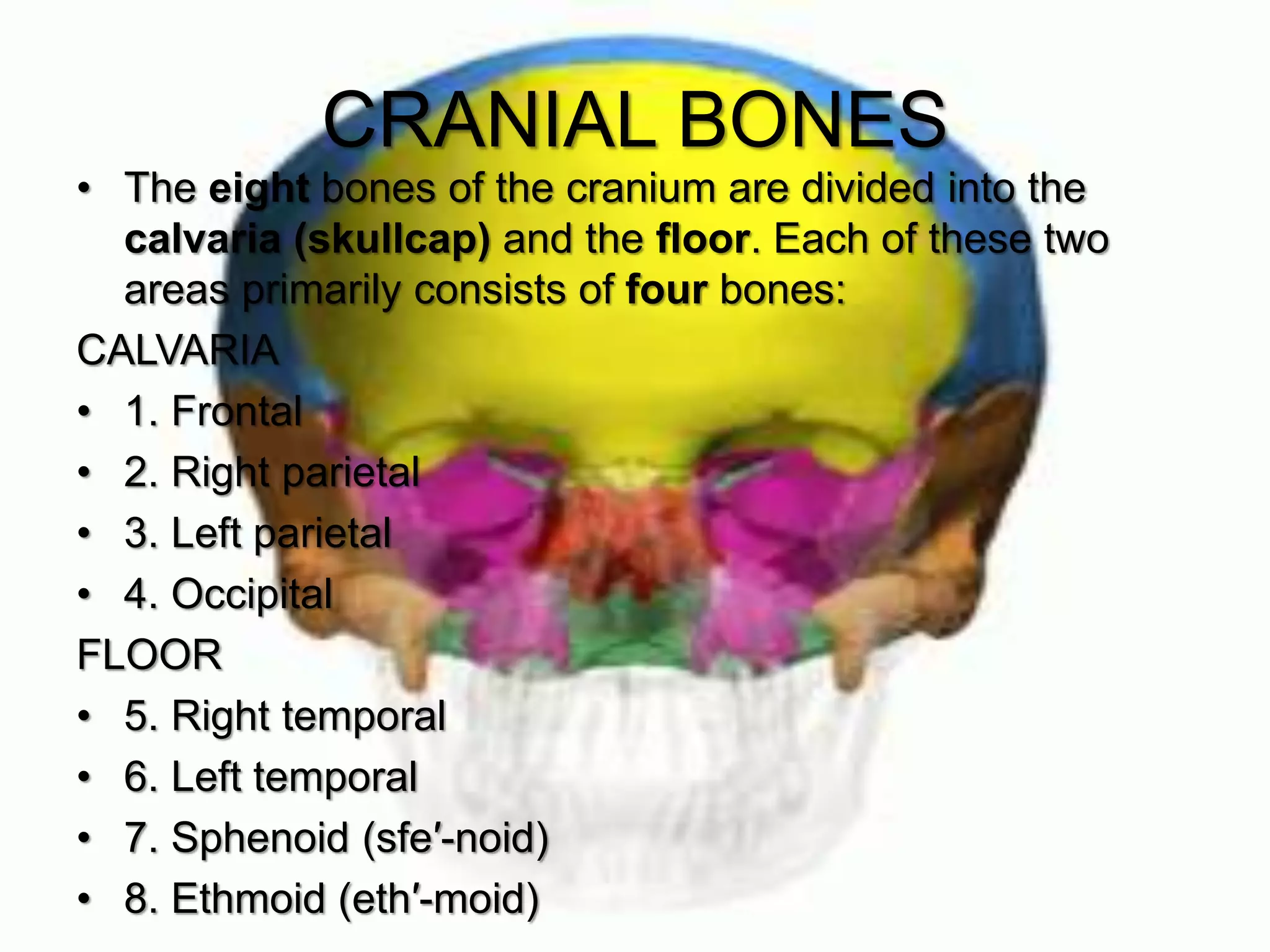 SKULL: Radiologic Positioning (Non-contrast) | PPTX