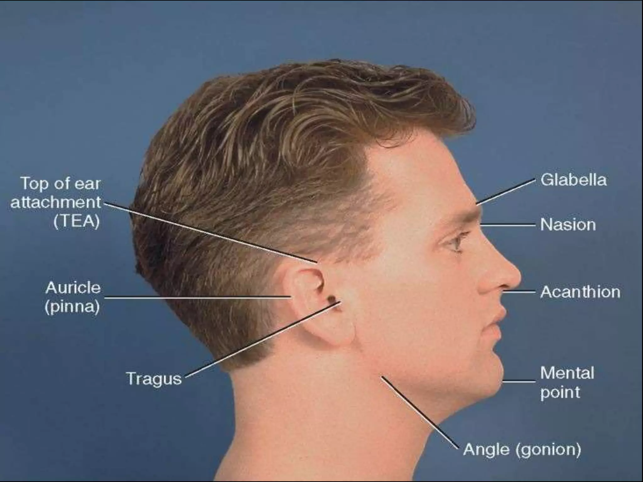 SKULL: Radiologic Positioning (Non-contrast) | PPTX