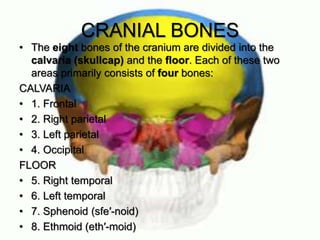 SKULL: Radiologic Positioning (Non-contrast) | PPTX