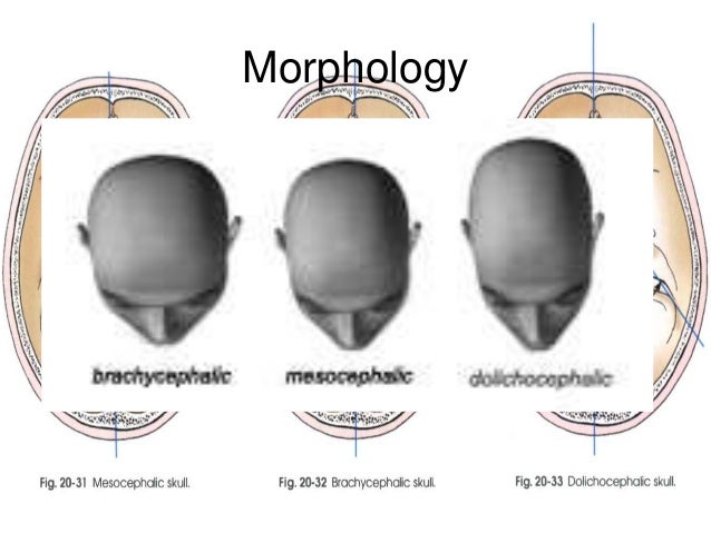 SKULL: Radiologic Positioning (Non-contrast)
