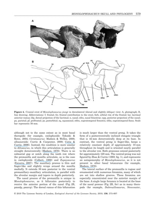 The_skull_of_Monolophosaurus_jiangi_Dino.pdf
