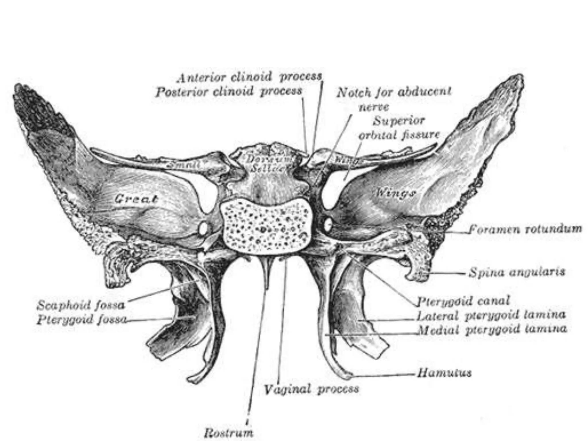 the_skull_revised human anatomy ......ppt