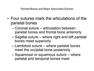 the_skull_revised human anatomy ......ppt
