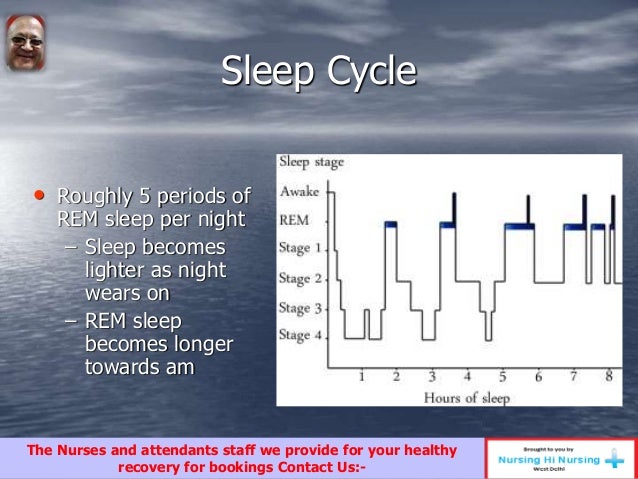 The sleep cycle