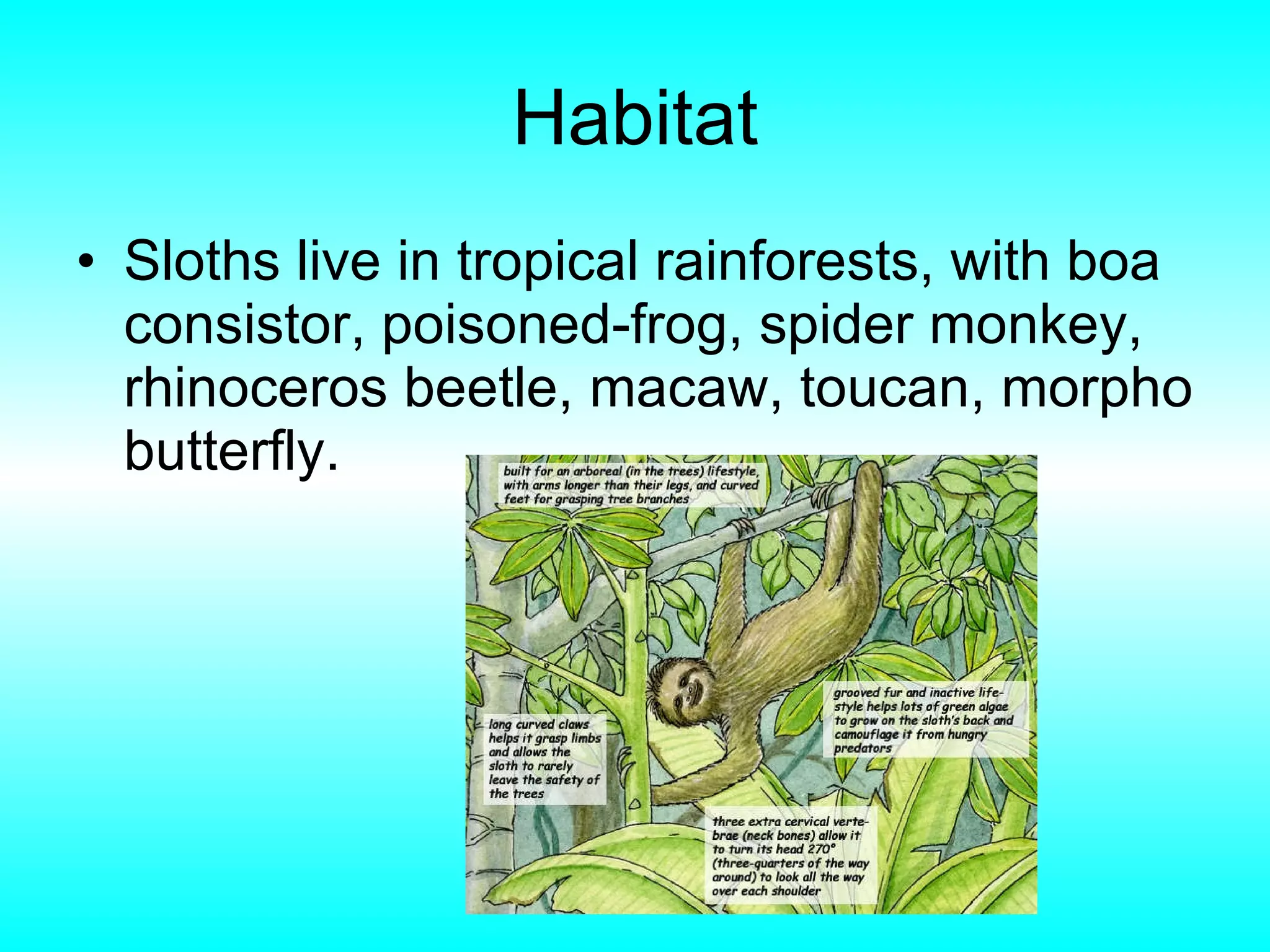 The slowest animal in the world sloths! | PPT