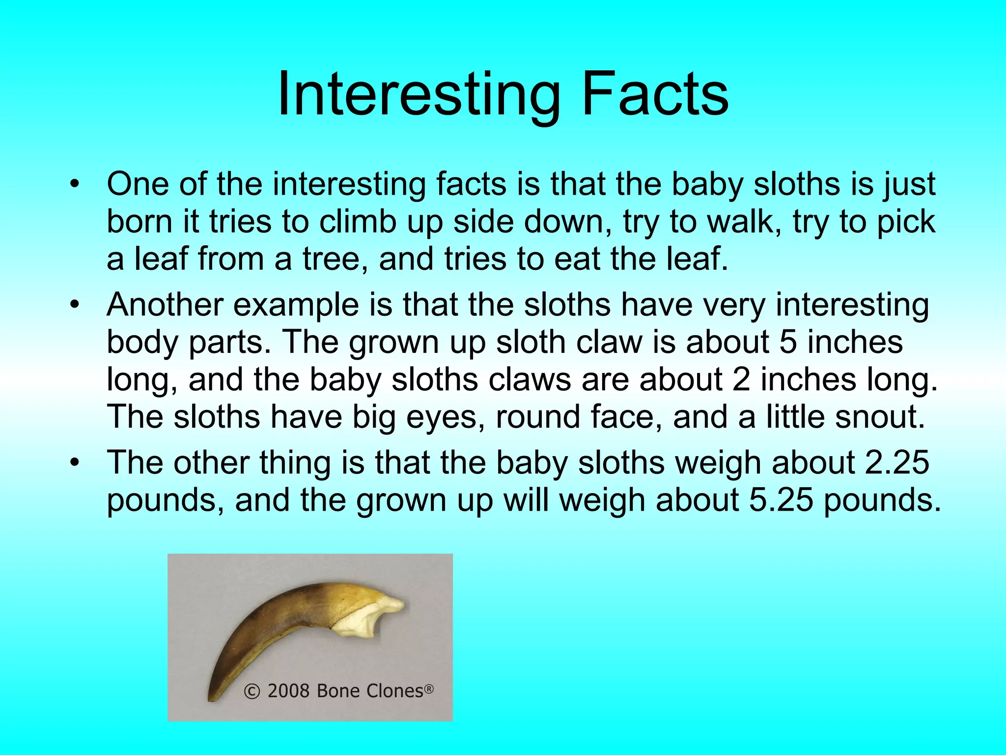 The slowest animal in the world sloths! | PPT