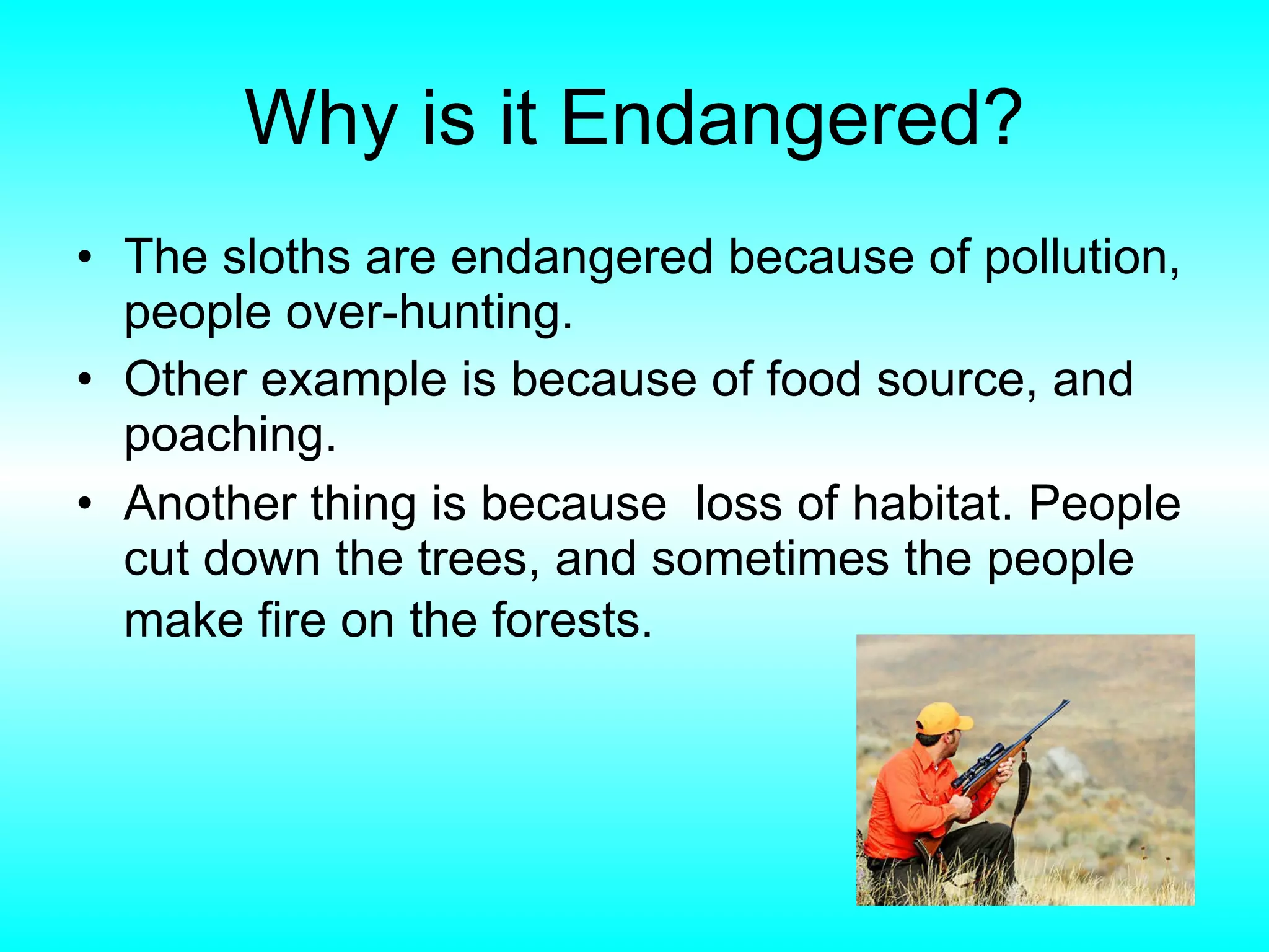 The slowest animal in the world sloths! | PPT