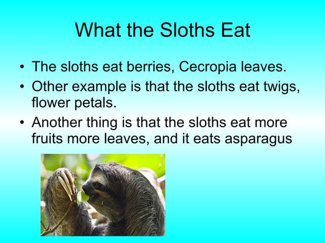 The slowest animal in the world sloths! | PPT