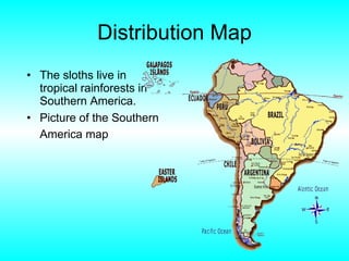 The slowest animal in the world sloths! | PPT
