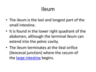 The small intestine. Gestational tract... | PPT