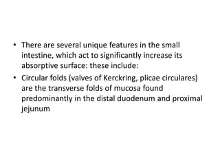 The small intestine. Gestational tract... | PPT