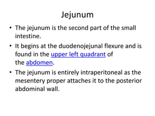 The small intestine. Gestational tract... | PPT