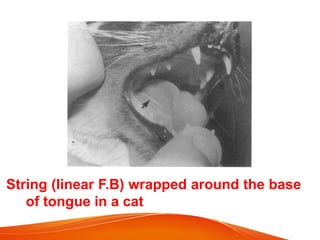 THE SMALL INTESTINE Small animal surgery.pptx