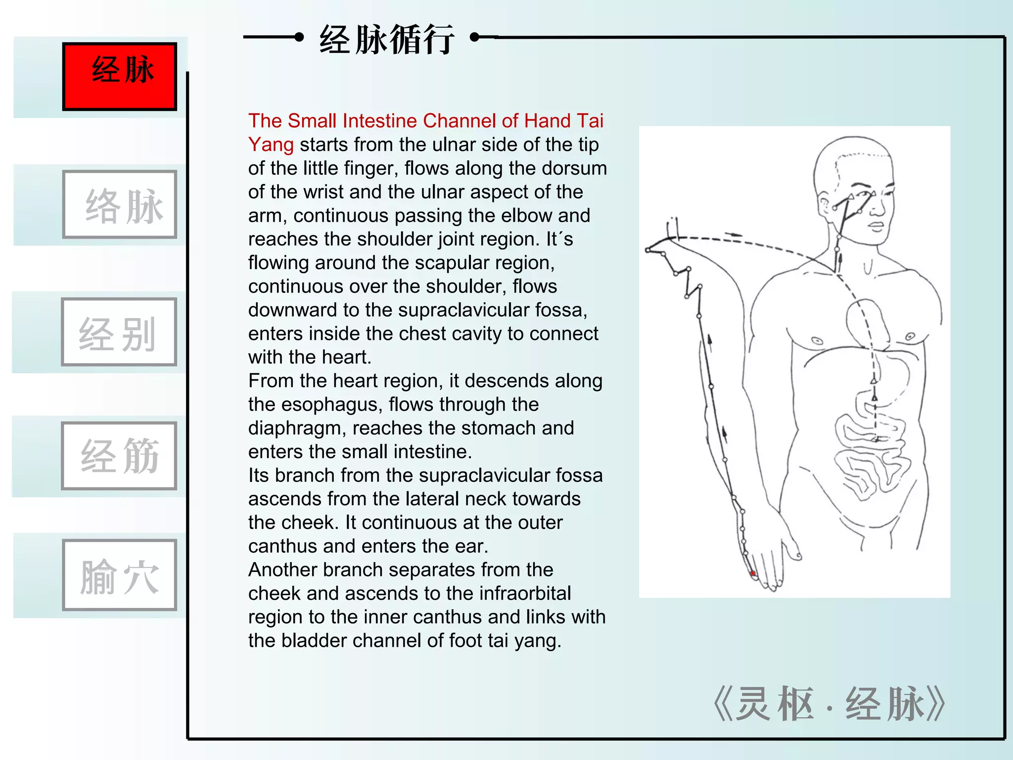 The Small Intestine Meridian | PPT