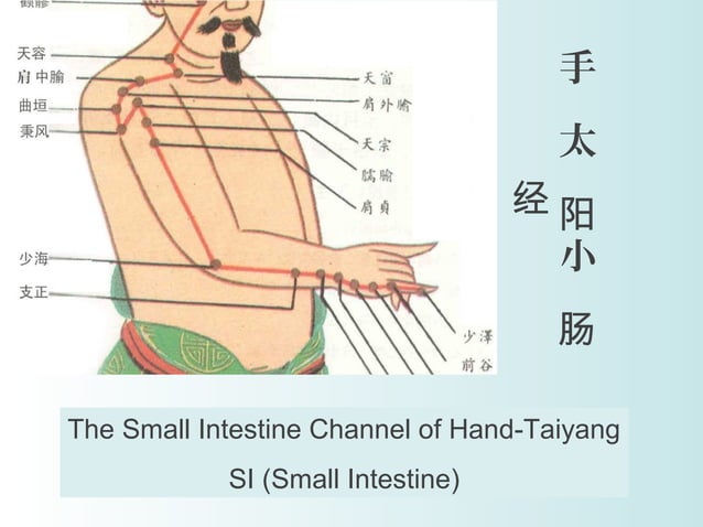 The Small Intestine Meridian | PPT | Ear, Nose and Throat Conditions ...