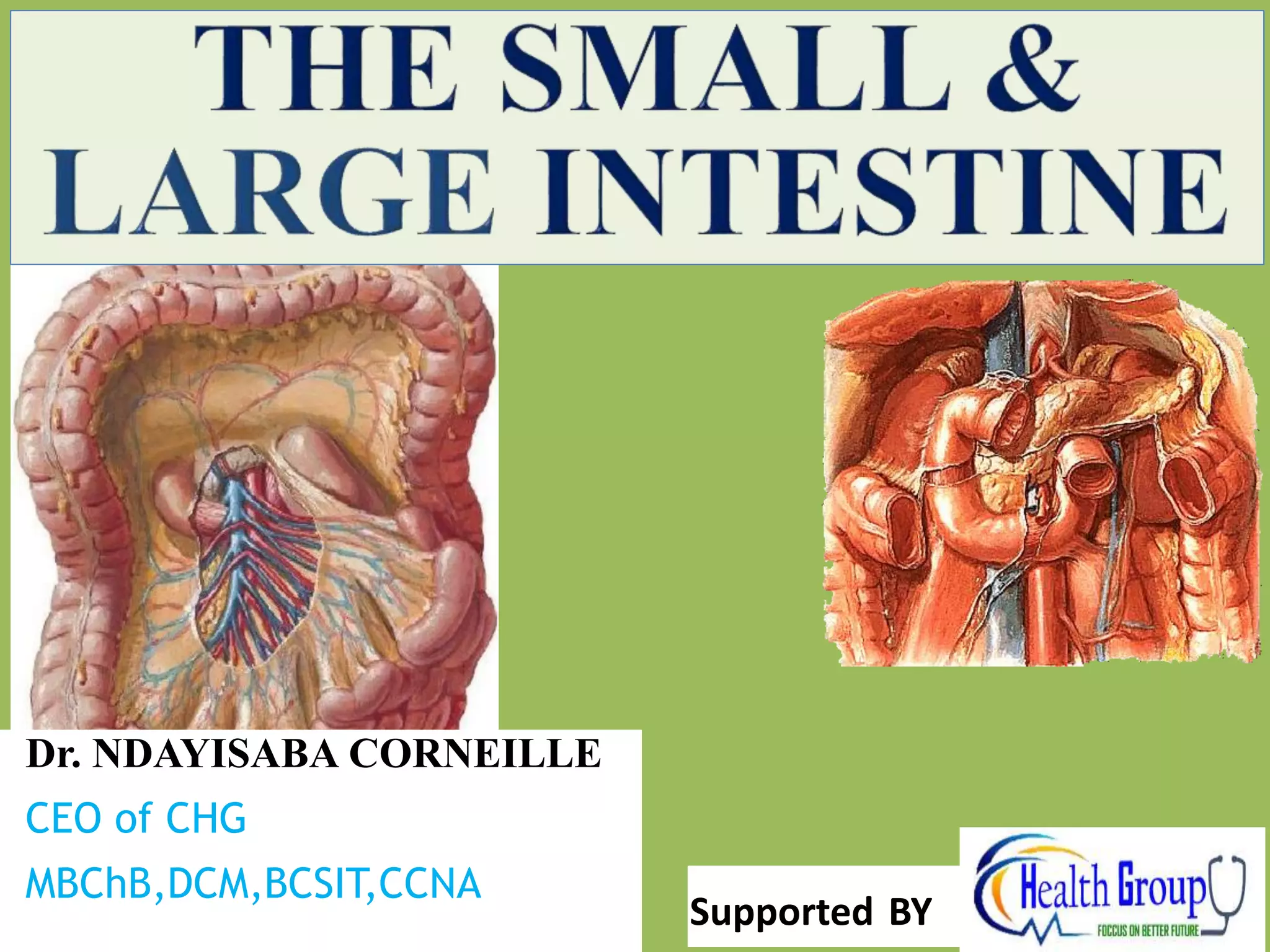 The Small & Large Intestine.pptx
