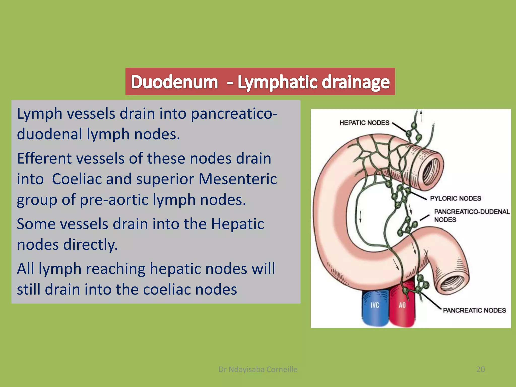 The Small & Large Intestine.pptx