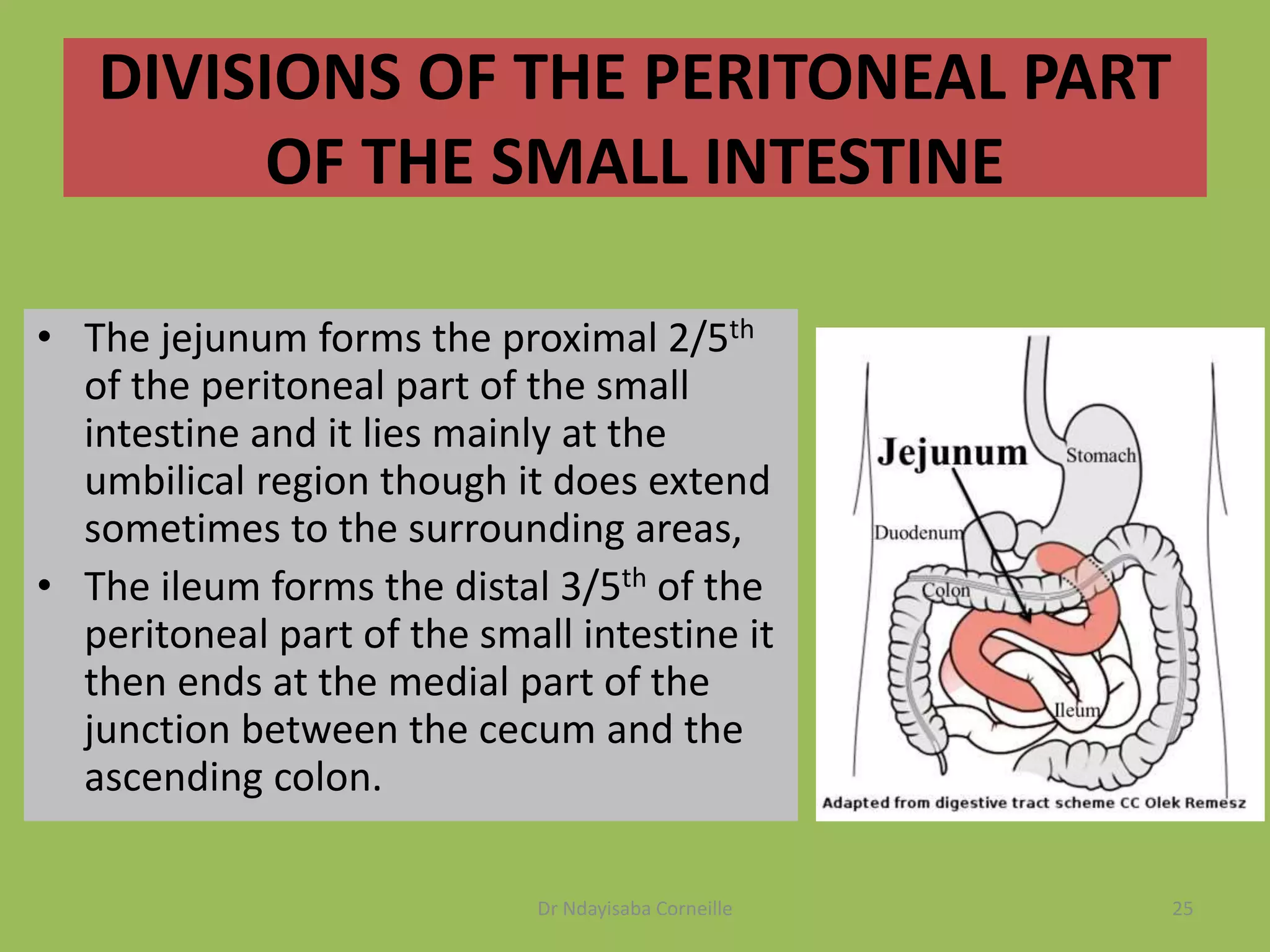 The Small & Large Intestine.pptx