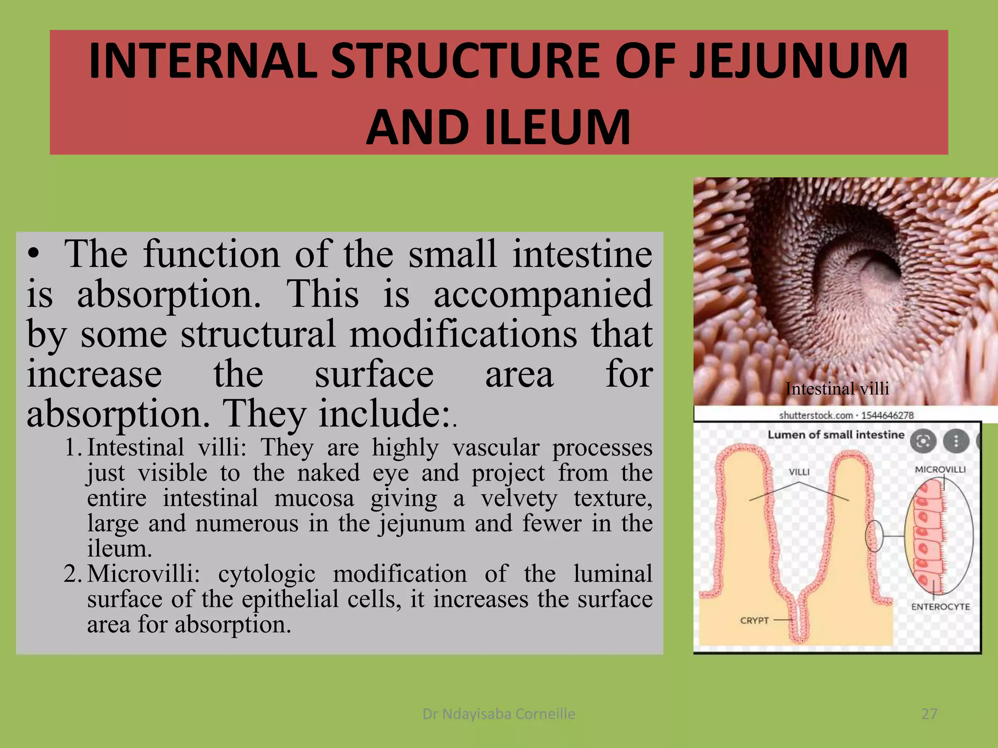 The Small & Large Intestine.pptx