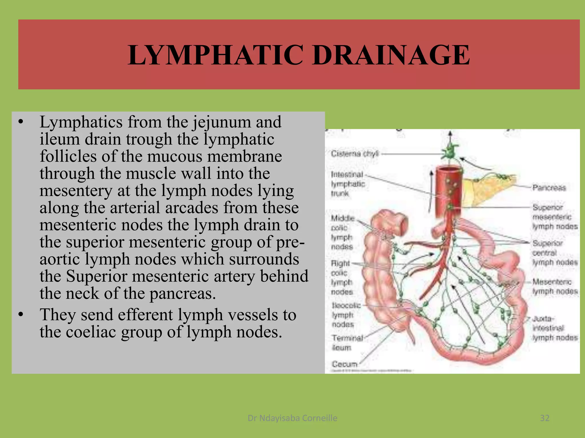 The Small & Large Intestine.pptx