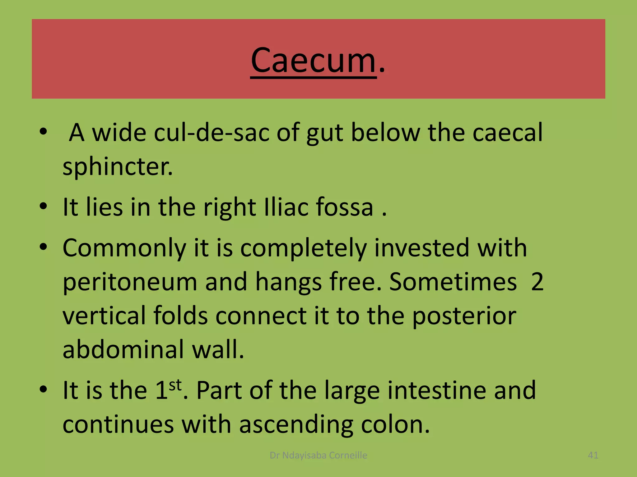 The Small & Large Intestine.pptx