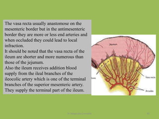Vasa Recta Intestines