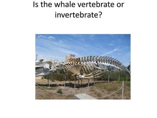 The snail and the whale | PPTX