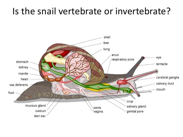 The snail and the whale