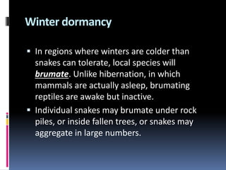 The snake by Juani S | PPTX