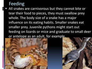 The snake by Juani S | PPTX