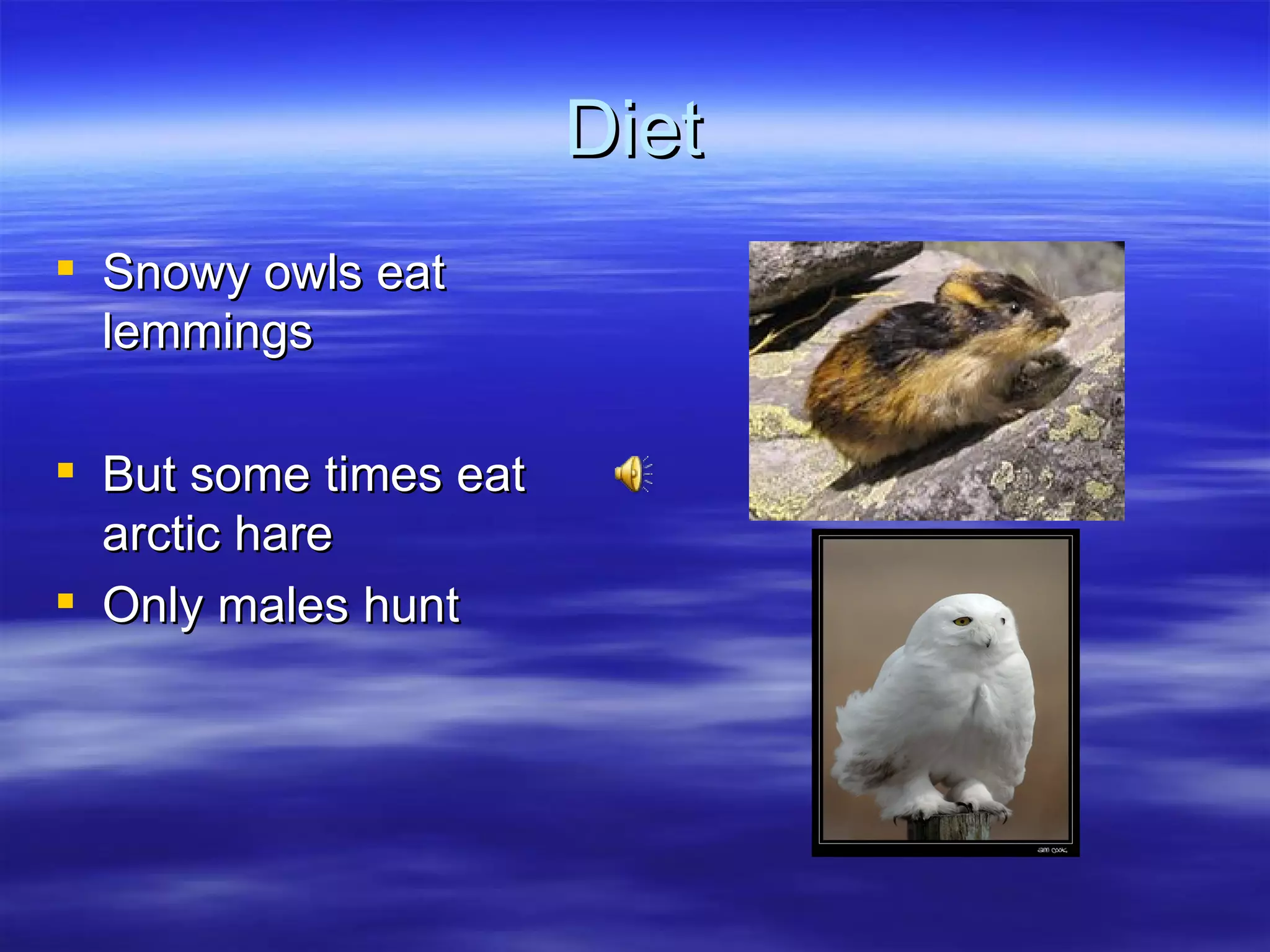 The snowy owl.ppt fisher | PPT