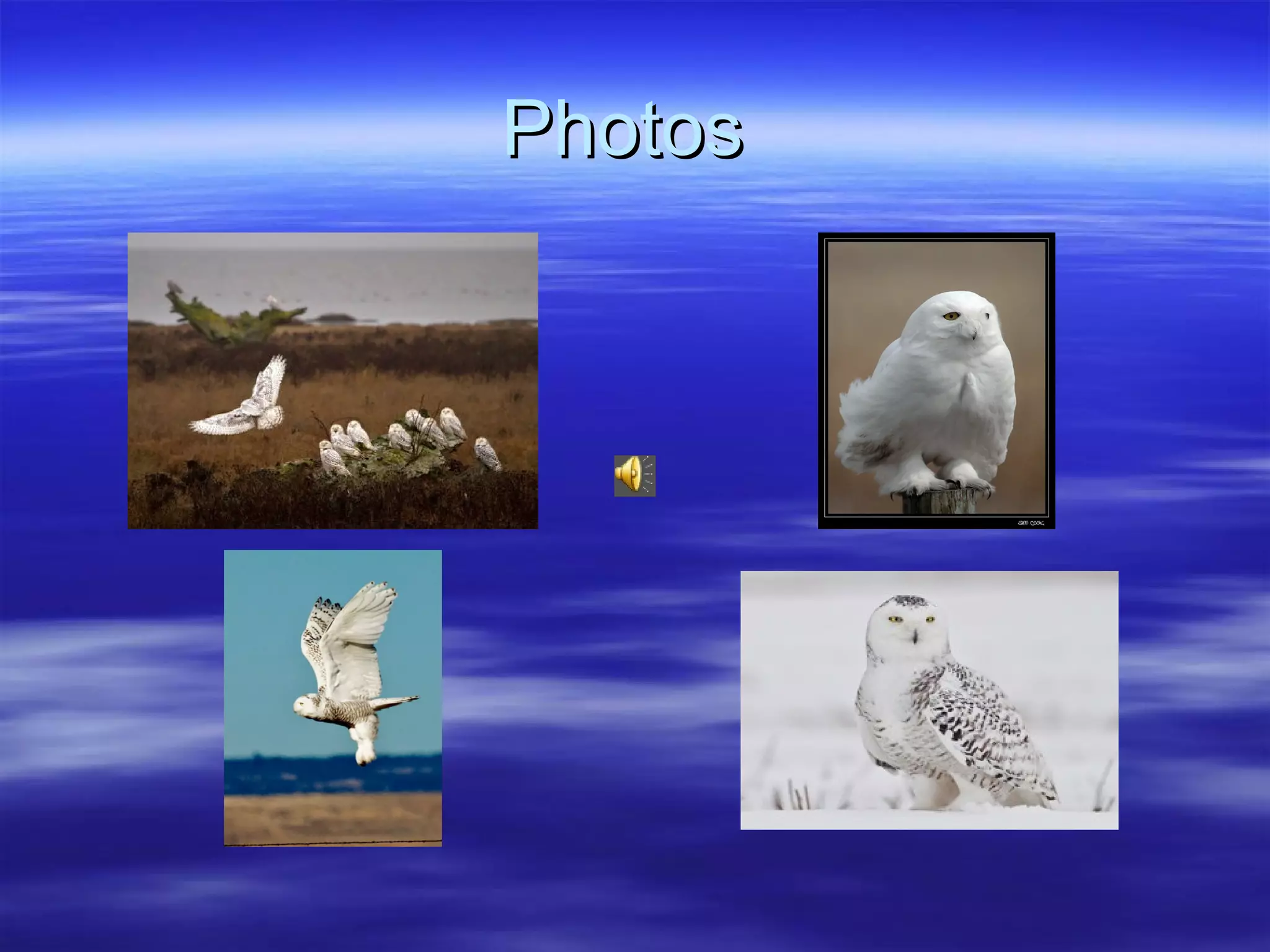 The snowy owl.ppt fisher | PPT