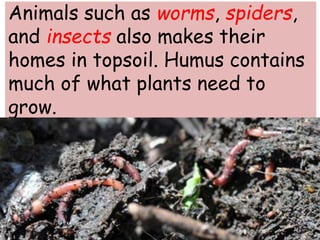 The soil | PPT